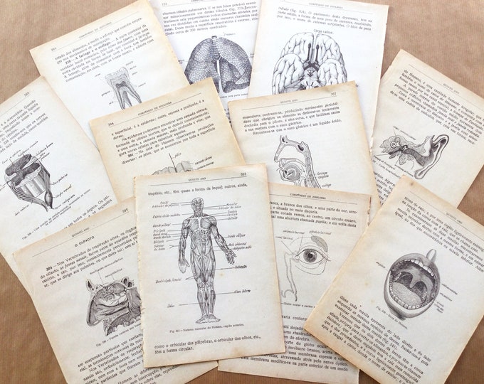 Vintage Anatomy Pages, Human Body, Anatomy Art for Collage, Altered Art ...