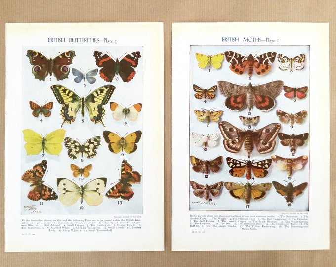 Insect Book Pages, Paper Ephemera, Insect Prints for Collage, Card ...