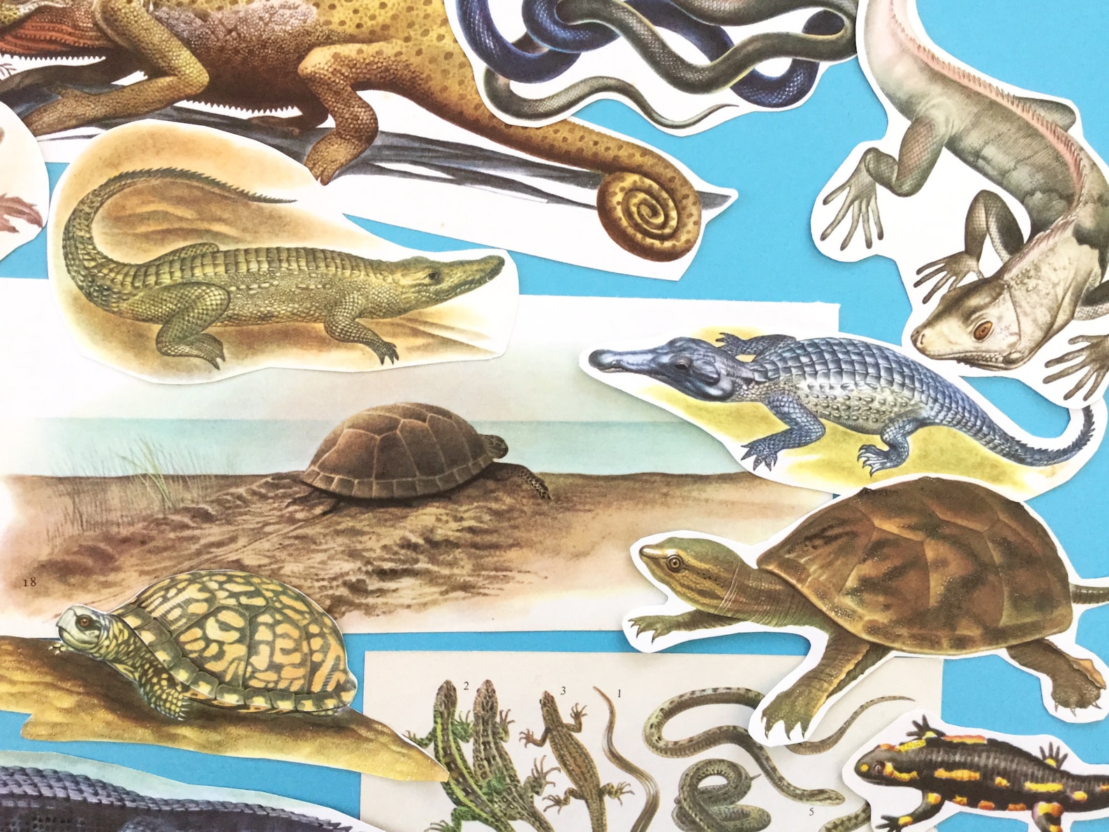 Vintage ephemera collage kit cut out reptiles school | Etsy