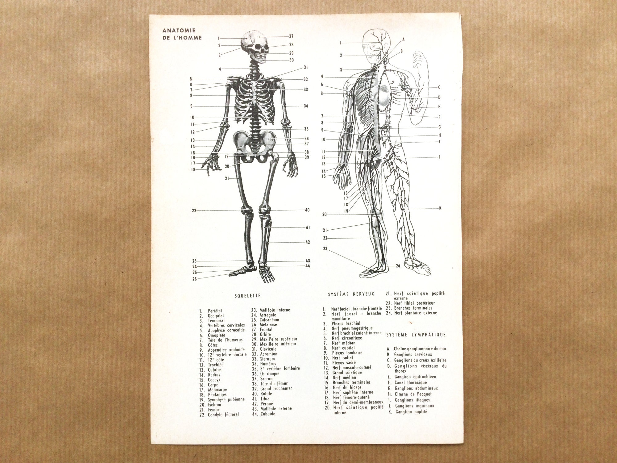 French Vintage Anatomy Posters, Biology Chart, Anatomy Art for Collage ...