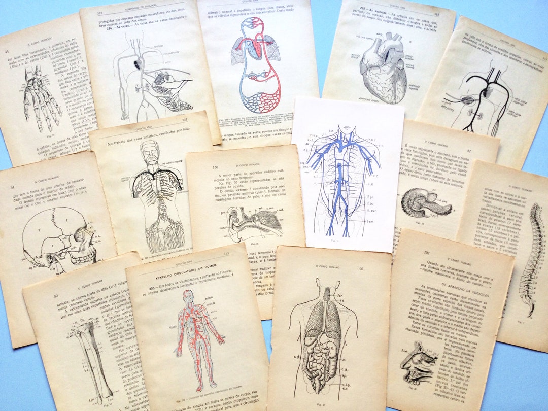 Antique Anatomy Pages, Human Body, Anatomy Art for Collage, Altered Art ...