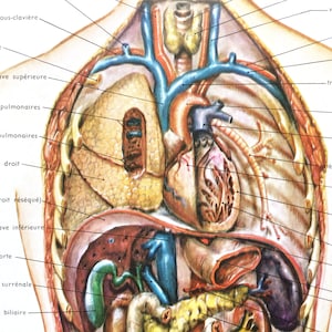 French Vintage Anatomy Posters, Biology Chart, Anatomy Art for Collage ...