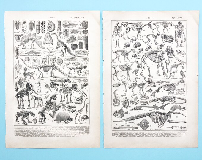Vintage Prehistory Prints, Skeleton Poster, Fossils, Paleontology ...