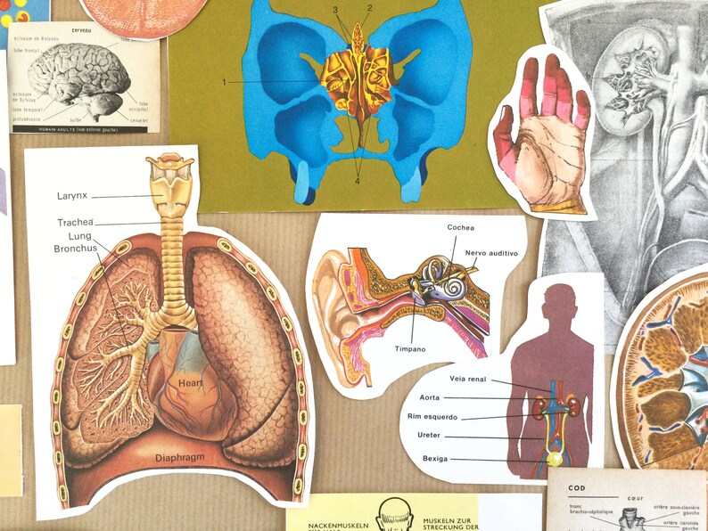 Kit de collage de anatomía humana arte de anatomía biología - Etsy España
