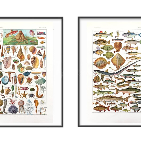 Fish Book Plates - Etsy