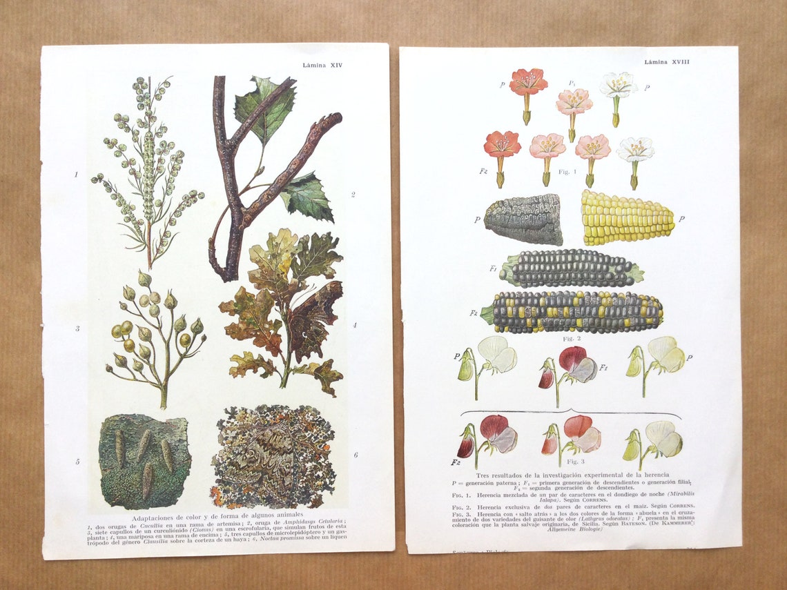 Botanical Page Bundle, Old Book Pages, Flower Prints, Roots, Plants ...