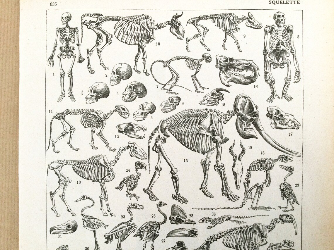 Vintage Prehistory Prints Skeleton Poster Fossils | Etsy