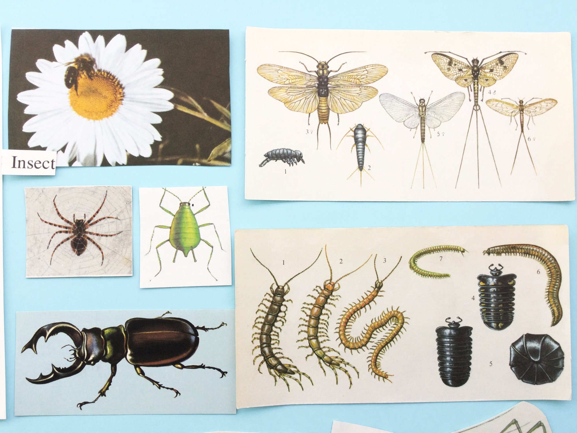 Insect Collage Kit Scrapbooking Ephemera Cut Out Insects - Etsy