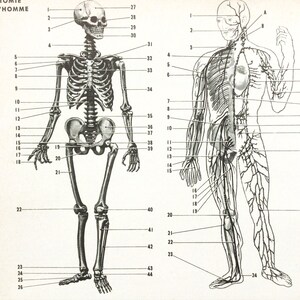French Vintage Anatomy Posters, Biology Chart, Anatomy Art for Collage ...