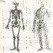 French Vintage Anatomy Posters, Biology Chart, Anatomy Art for Collage ...
