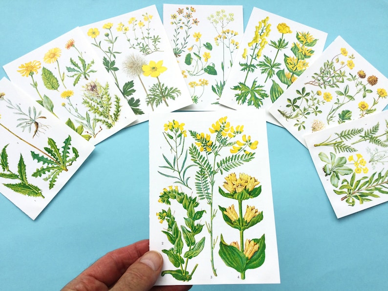 Vintage Botanical Prints, Flower Book Pages, Colour Sets for Collage ...