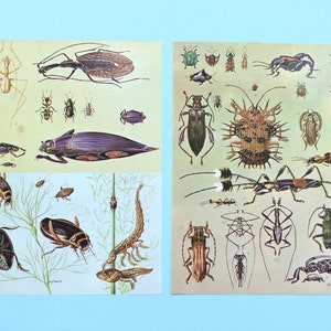 Insect Art, Vintage Insect Prints for Wall Decor, Collage, Decoupage ...