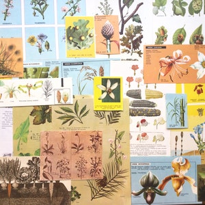 Botanical Page Bundle, Old Book Pages, Flower Prints, Roots, Plants ...