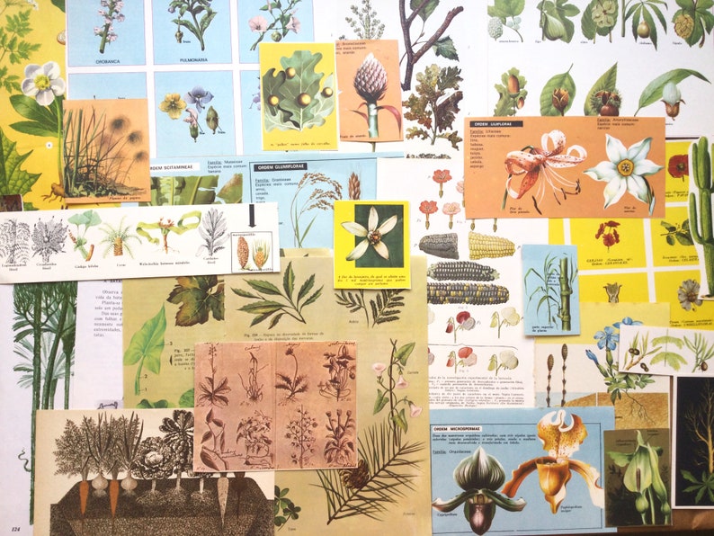 Botanical Page Bundle, Old Book Pages, Flower Prints, Roots, Plants ...