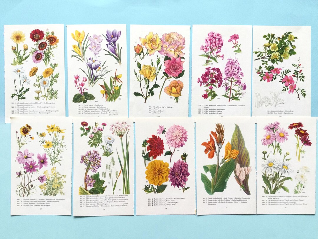 Summer Flowers, Botanical Prints, Colorful Flower Illustrations. Set of ...