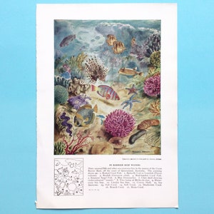 Vintage Sea Life Posters, Bathroom Wall Decor, Ocean Art, Beach Cabin ...