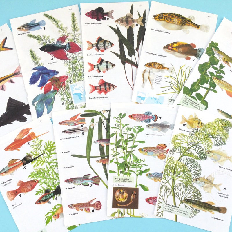 Marine Biology Card - Etsy