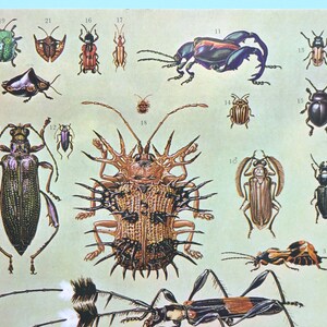 Insect Art, Vintage Insect Prints for Wall Decor, Collage, Decoupage ...