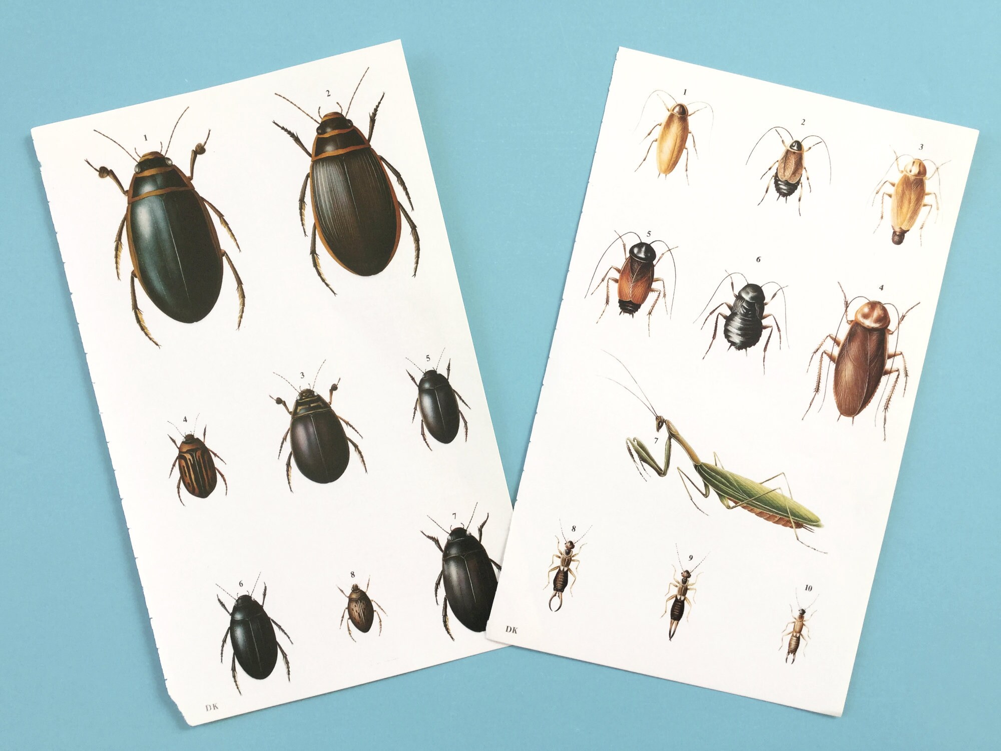 Arte de insectos páginas de libros vintage para diario de | Etsy
