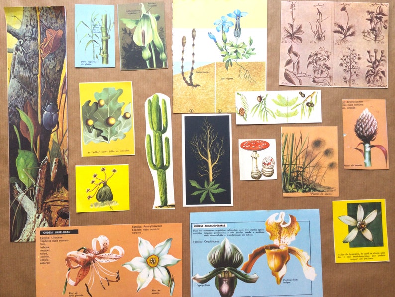 Botanical Page Bundle, Old Book Pages, Flower Prints, Roots, Plants ...