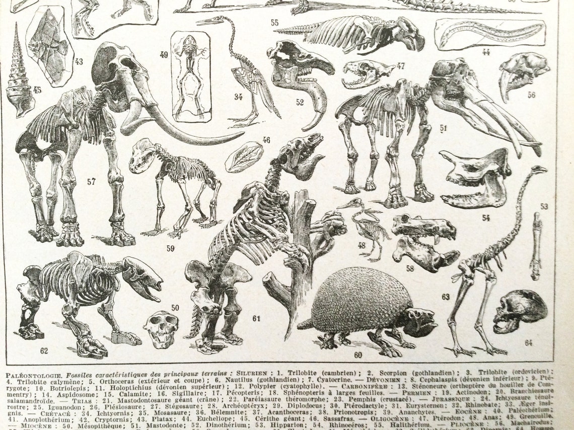 Vintage Prehistory Prints Skeleton Poster Fossils | Etsy