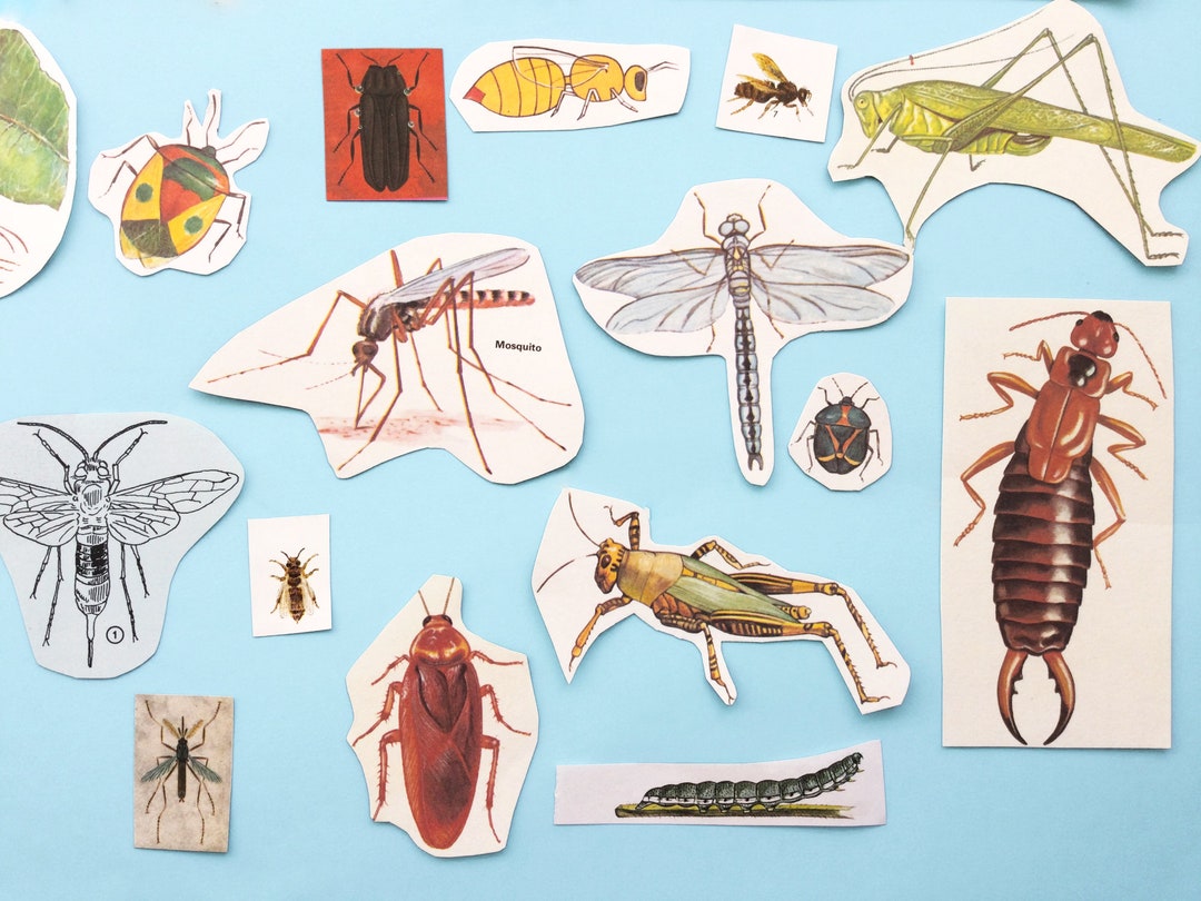 Kit de collage de insectos efímera de scrapbooking insectos - Etsy México