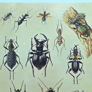 Insect Art, Vintage Insect Prints for Wall Decor, Collage, Decoupage ...