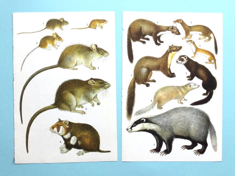 Vintage 1960s Animal Book Pages, Small Creature Illustrations, Paper ...