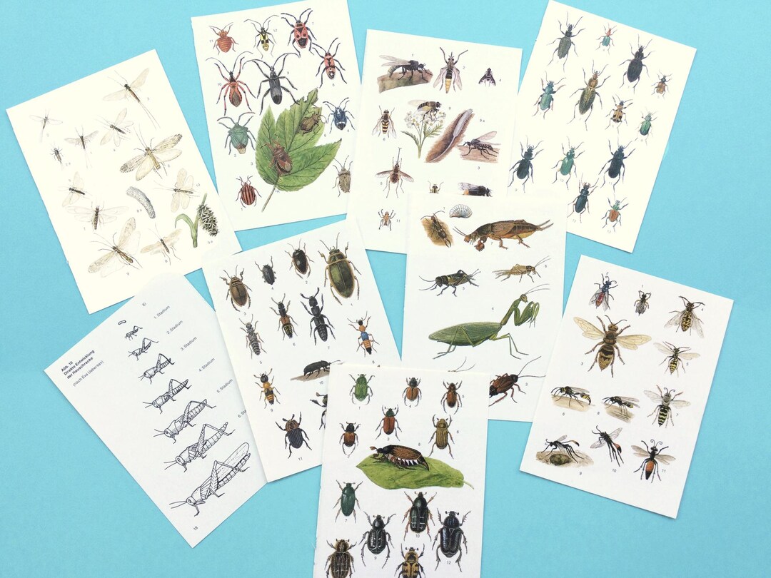 Insect Book Pages, Paper Ephemera, Insect Prints for Collage, Card ...