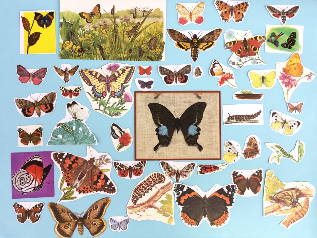 Insect Collage Kit, Butterflies and Moths, Paper Ephemera Pack, for ...