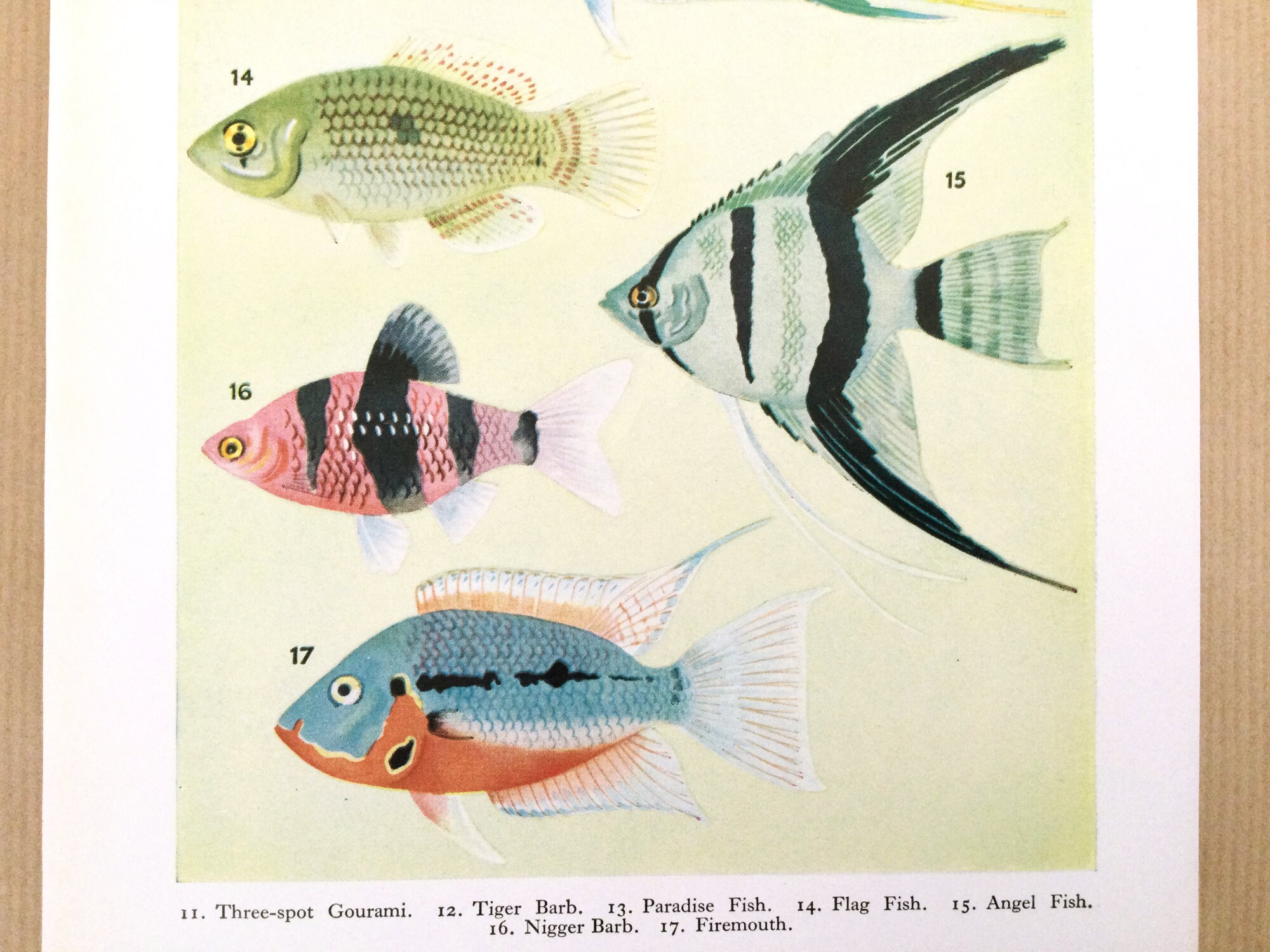 Tropical Fish Poster, Bathroom Wall Decor, Marine Biology, Aquarium ...