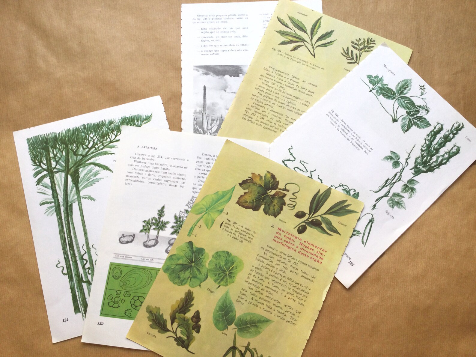 Botanical Page Bundle, Old Book Pages, Flower Prints, Roots, Plants ...