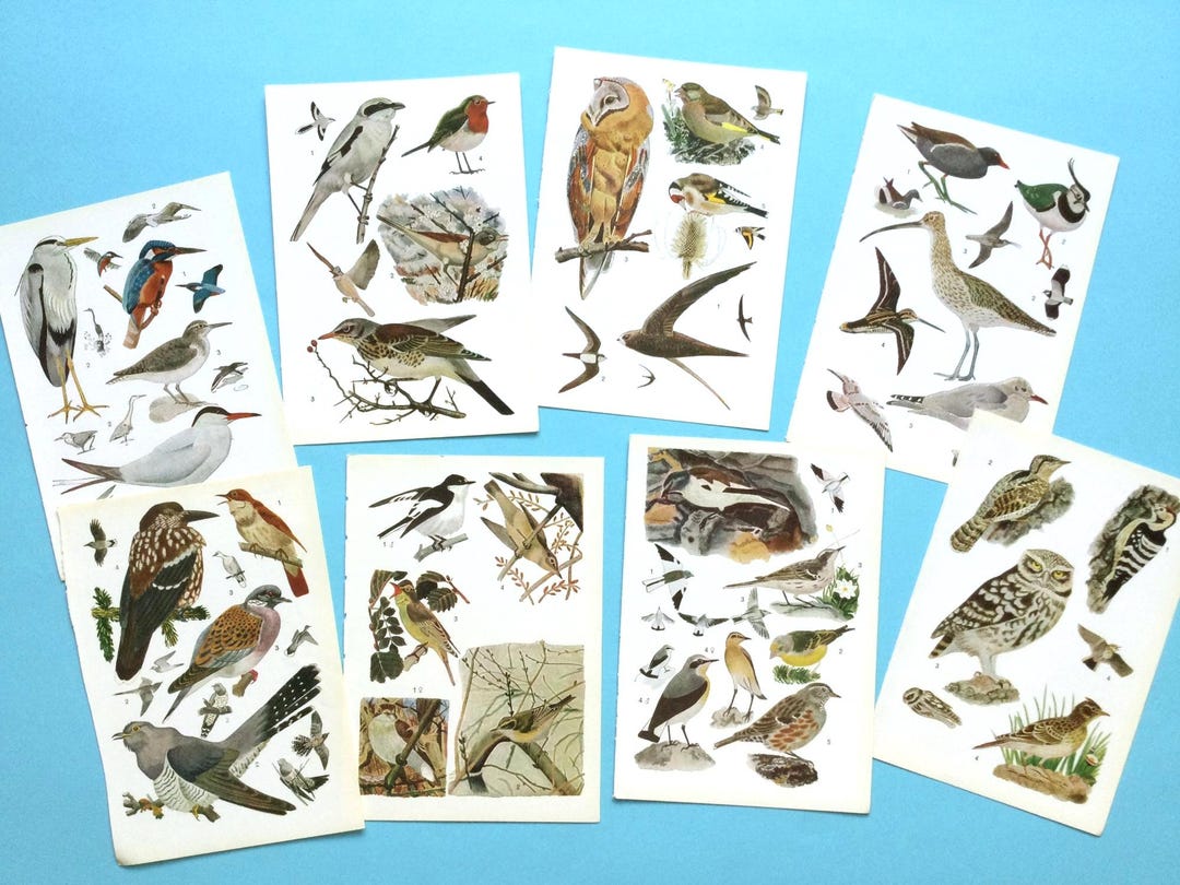 Bird Prints Vintage, Bird Book Pages, Ornithology Art, Bird ...