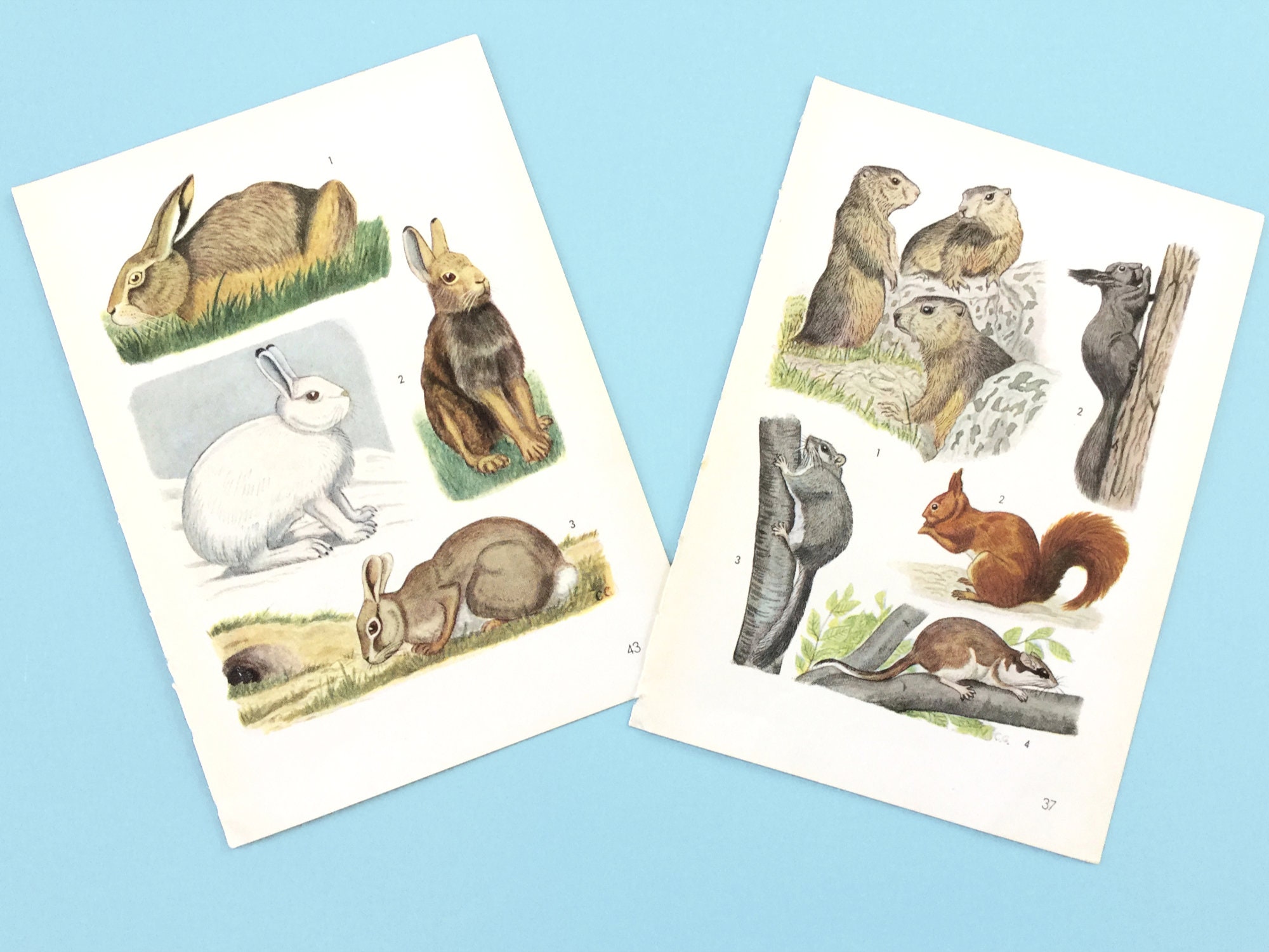 Paper Ephemera Pack, Animal Book Pages for Card Making, Collage ...