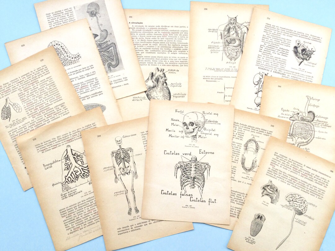 Anatomy Book Pages, Human Body, Vintage Anatomy Art for Collage ...