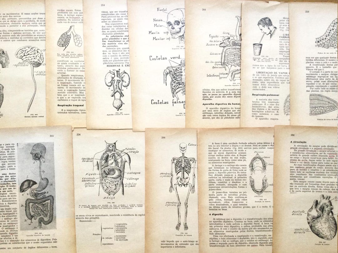 Antique Anatomy Pages, Human Body, Anatomy Art for Collage, Altered Art ...