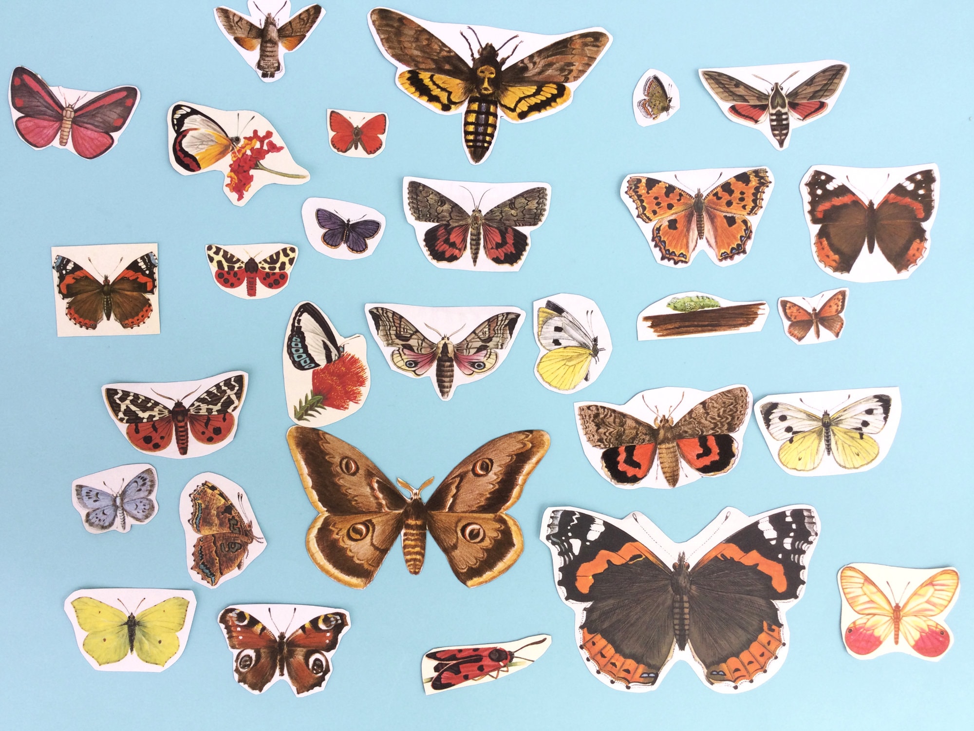 Insect Collage Kit Butterflies and Moths Paper Ephemera - Etsy
