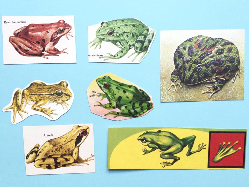 Frog Ephemera Pack, Vintage Zoology, Reptile Collage, Amphibian Art. 28 ...