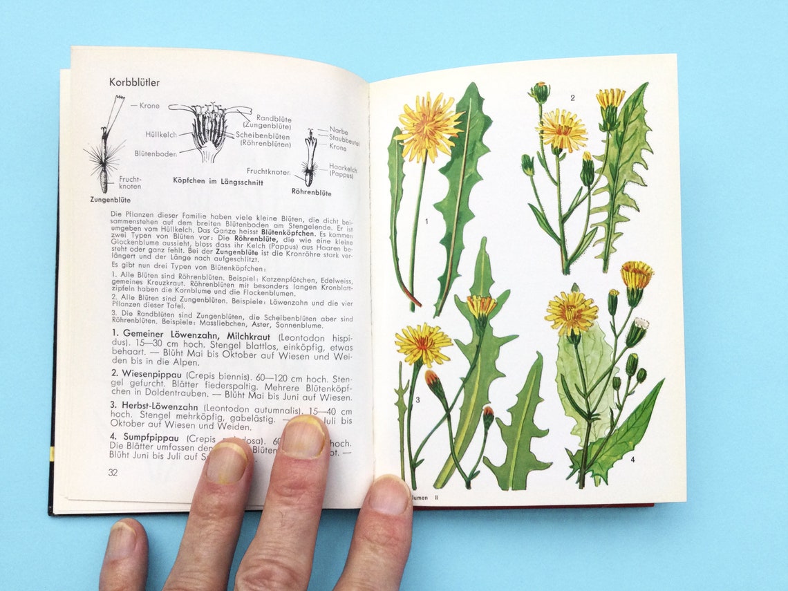 Vintage Botanical Book Meadow Flowers. Flower Recognition - Etsy