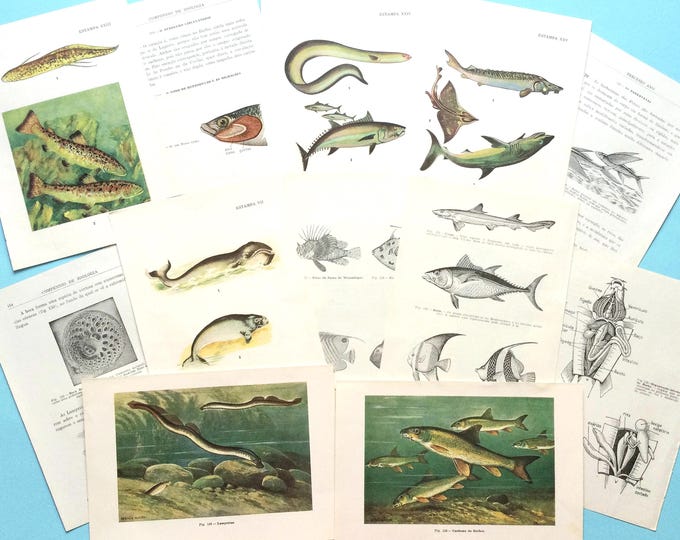 Vintage Zoology Book Pages, Fish Prints. 1950s Marine Biology Art, Set ...