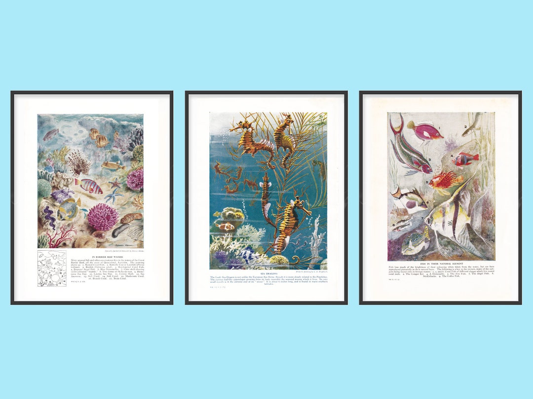 Vintage Sea Life Posters, Bathroom Wall Decor, Ocean Art, Beach Cabin ...