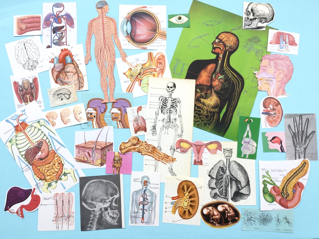 Vintage Collage Kit, Anatomy Art, Biology, Human Body, Ephemera Pack ...