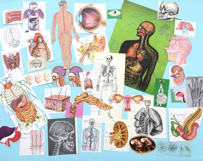 Vintage Collage Kit, Anatomy Art, Biology, Human Anatomy Images ...