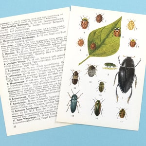 Insect Book Pages, Paper Ephemera, Insect Prints for Collage, Card ...