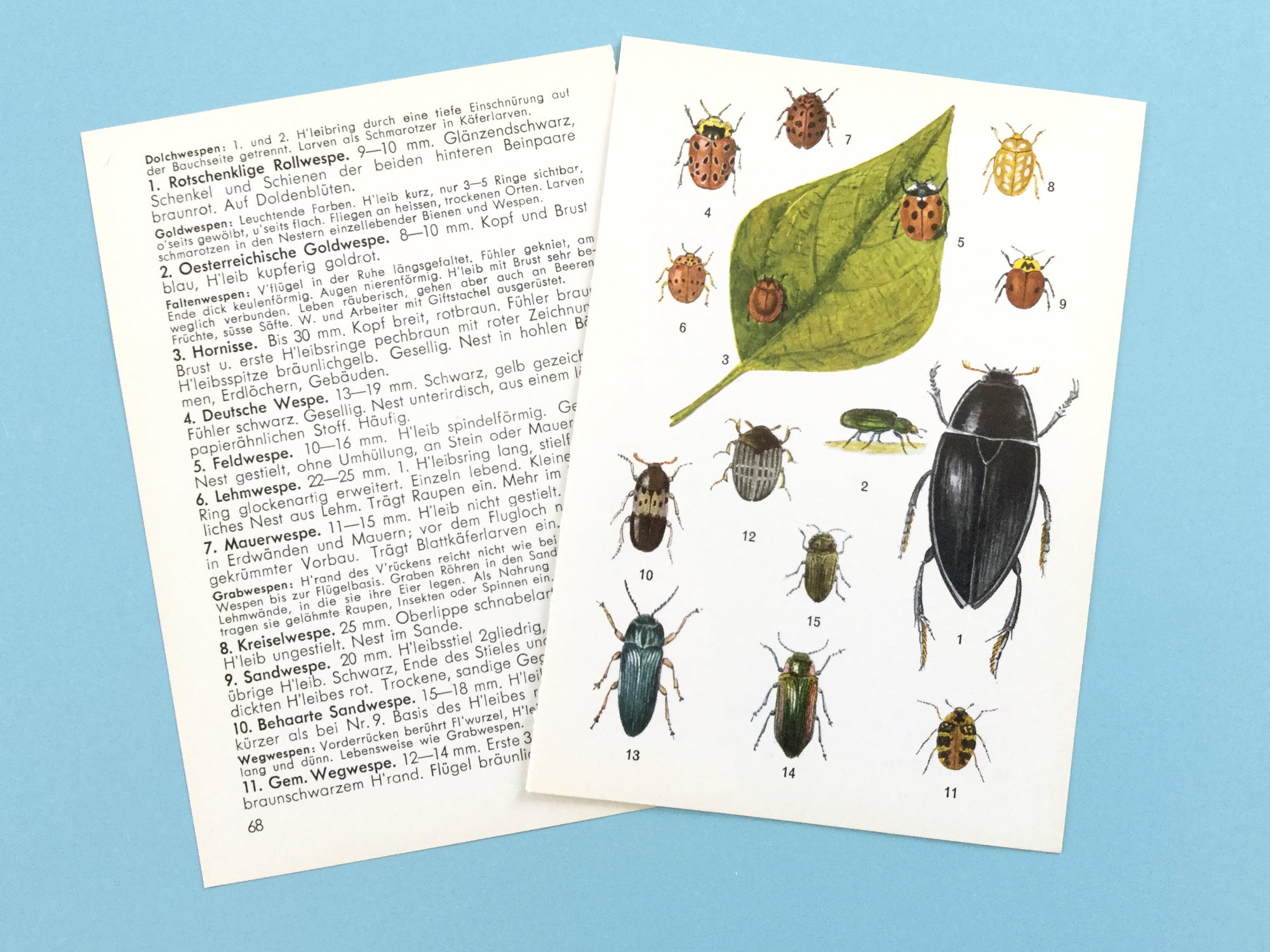 Insect Book Pages Paper Ephemera Insect Prints for Collage - Etsy