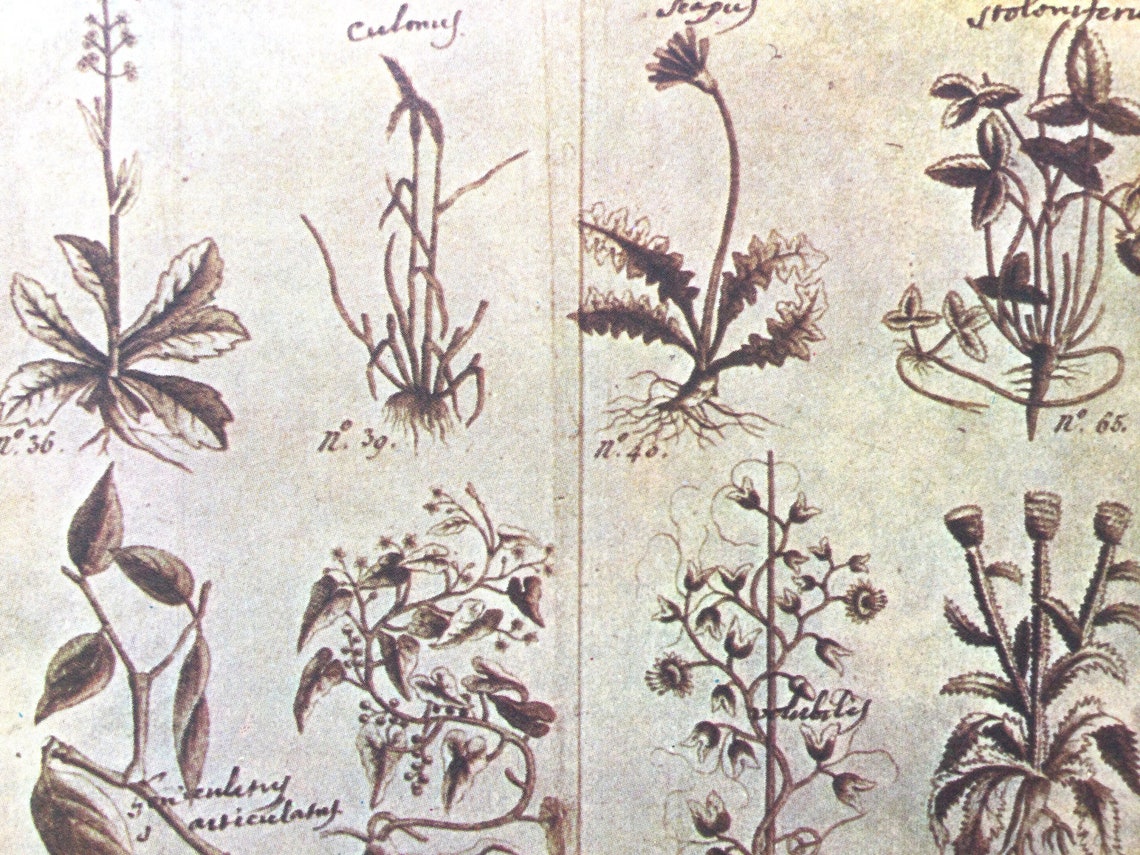 Botanical Page Bundle, Old Book Pages, Flower Prints, Roots, Plants ...