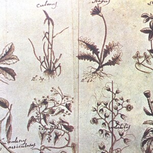 Botanical Page Bundle, Old Book Pages, Flower Prints, Roots, Plants ...