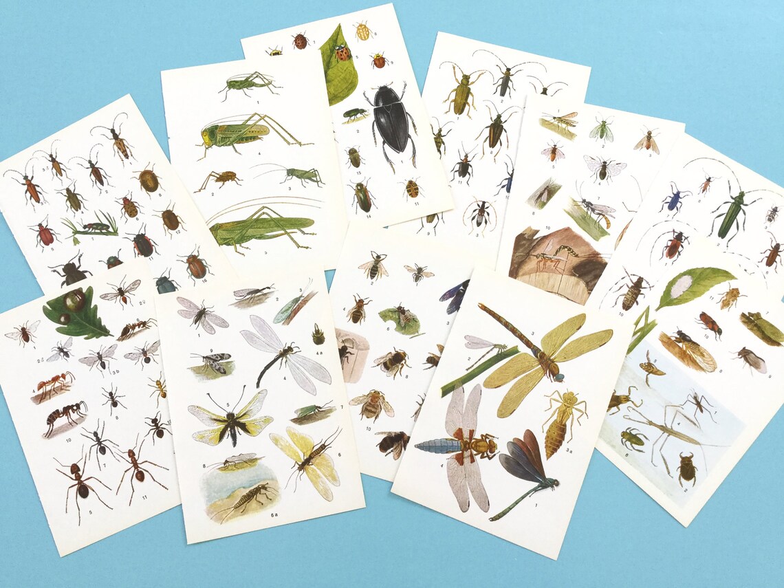 Insect Book Pages, Paper Ephemera, Insect Prints for Collage, Card ...