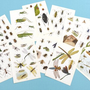 Insect Book Pages, Paper Ephemera, Insect Prints for Collage, Card ...