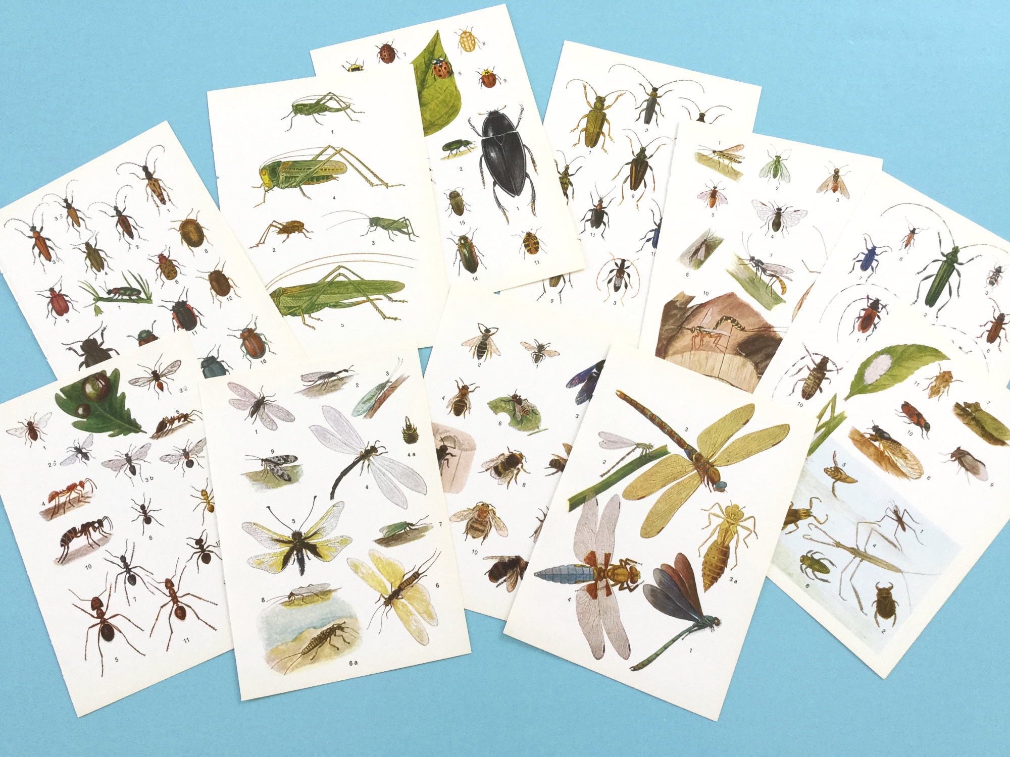 Insect Book Pages Paper Ephemera Insect Prints for Collage - Etsy